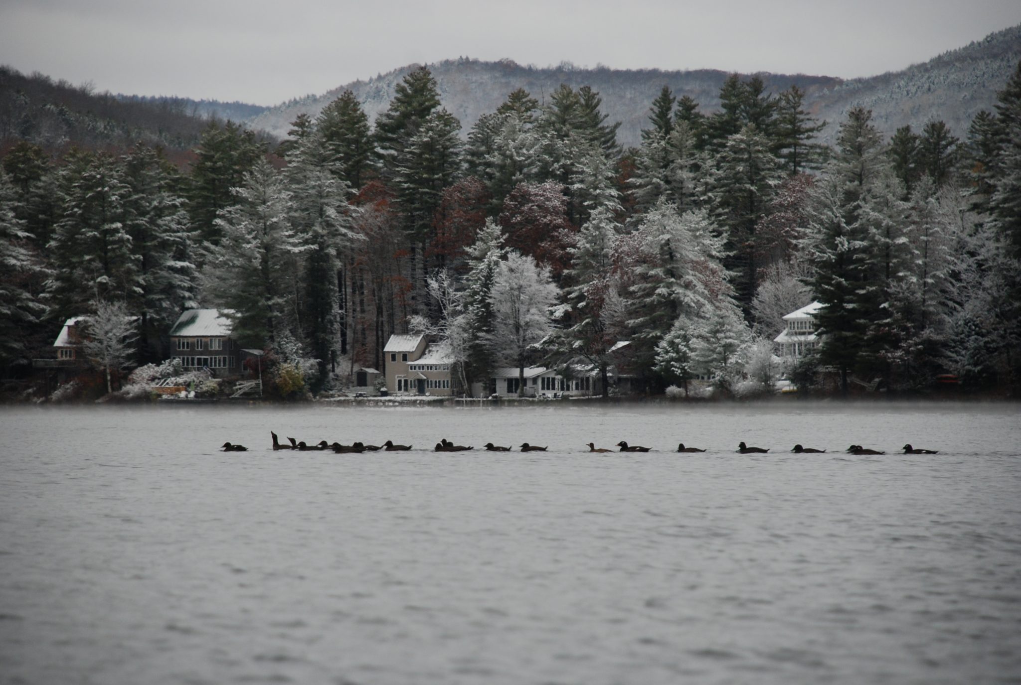 Loon Migration on Lake Rescue – Lake Rescue Chalet